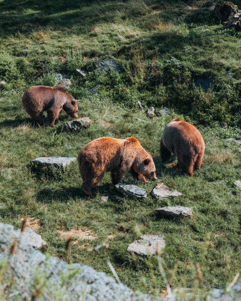 Brown Bears Gathering: A Moment in the Meadow – Lab Photography